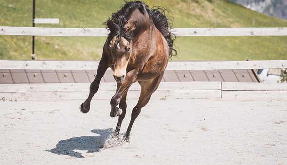 30+ Free Bucking Horse & Rodeo Photos - Pixabay