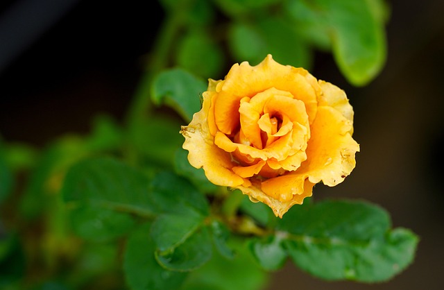 Yellow Rose Flower Plant - Free photo on Pixabay - Pixabay