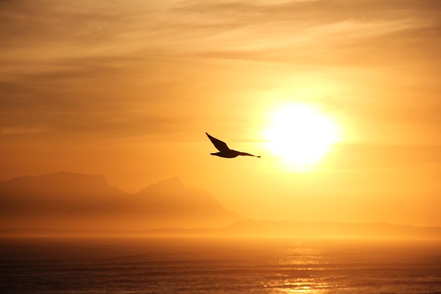 Sunset Ocean Bird - Free photo on Pixabay