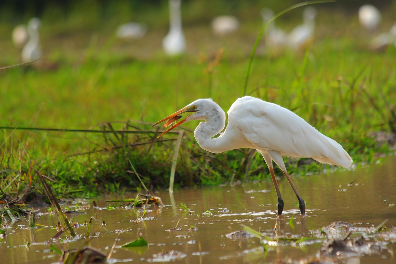 Egret Bird Animal - Free photo on Pixabay - Pixabay