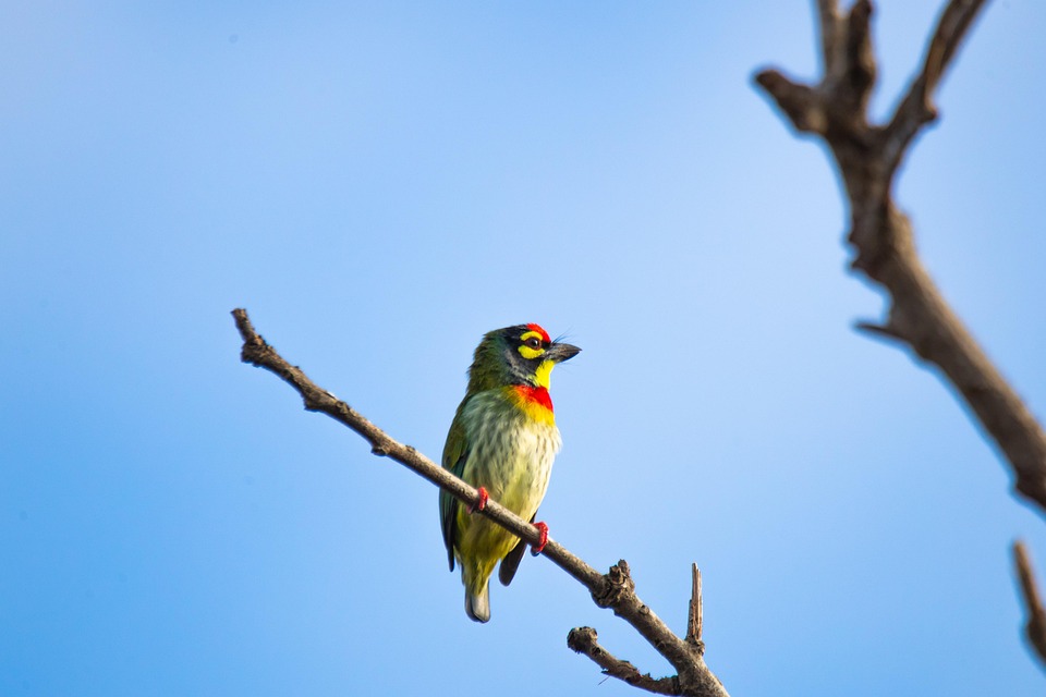 Coppersmith Barbet Bird Perched - Free photo on Pixabay - Pixabay