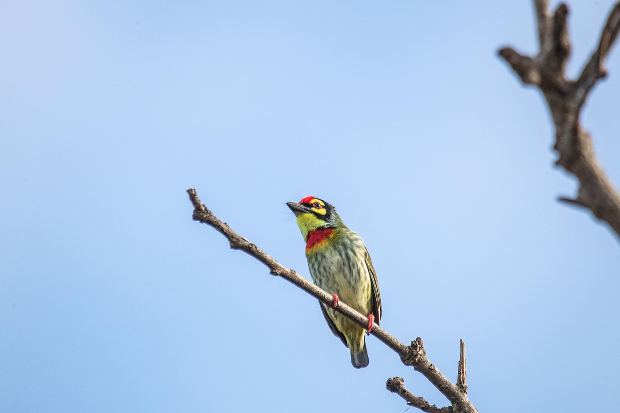 Coppersmith Barbet Bird Perched - Free photo on Pixabay - Pixabay