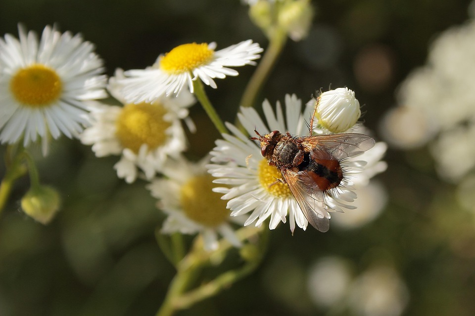 Hedgehog Fly Insect Fine - Free photo on Pixabay