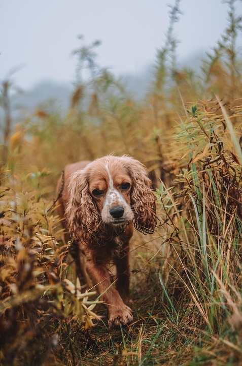 English Cocker Spaniel Dog Pet - Free photo on Pixabay - Pixabay