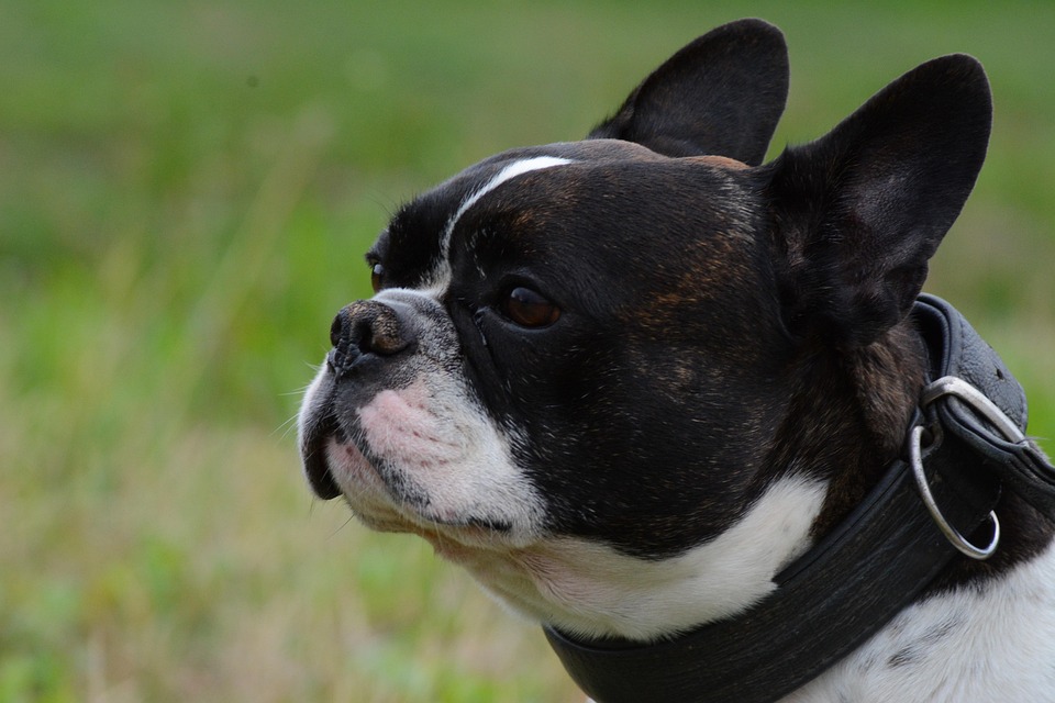 Buldogue Francês Cachorro Bicho De - Foto gratuita no Pixabay - Pixabay