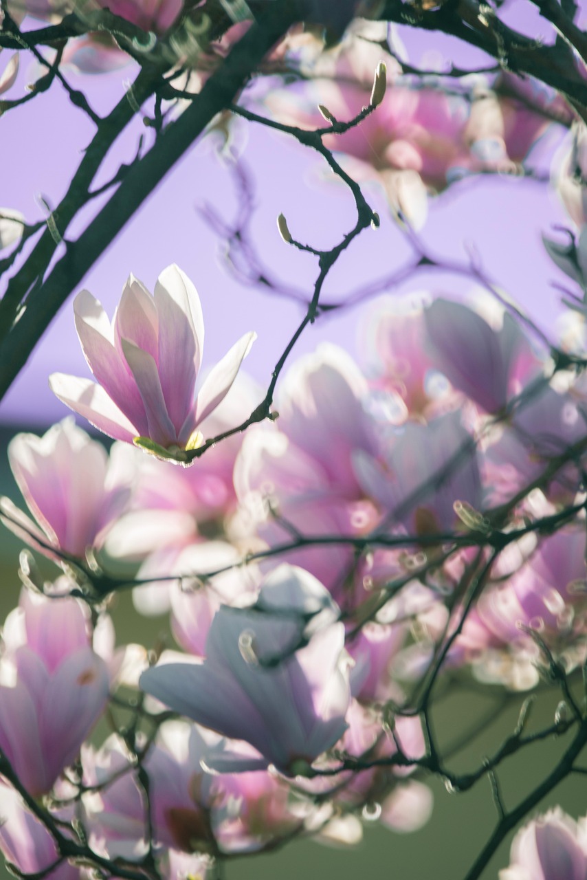 Flower Spring Nature - Free photo on Pixabay