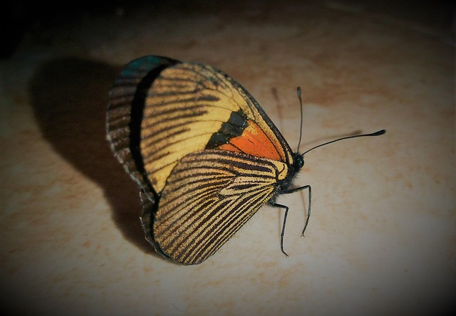 Papillon Insecte Ailes - Photo gratuite sur Pixabay - Pixabay