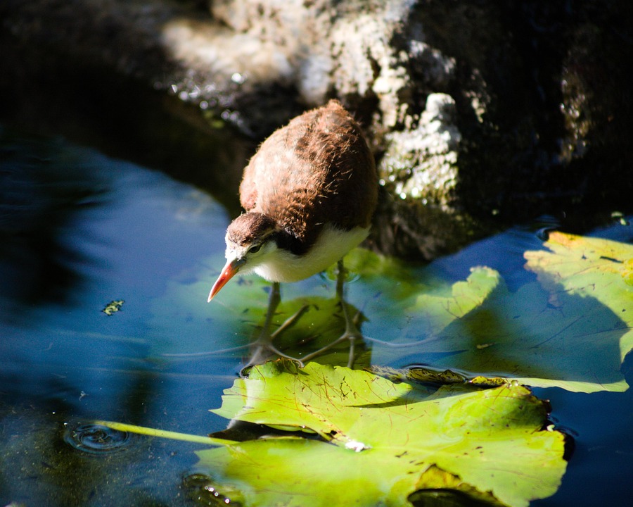 Jacana Bird Pond - Free photo on Pixabay