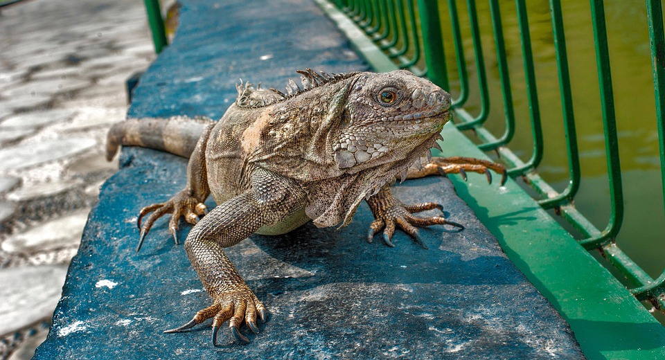 Iguana Reptile Animal - Free photo on Pixabay