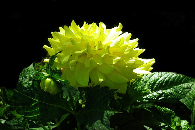 Dahlia Bunga-Bunga Taman - Foto gratis di Pixabay - Pixabay