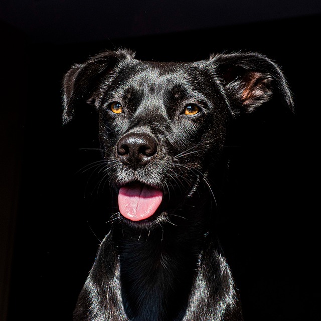 Mastín Perro Mascota - Foto gratis en Pixabay