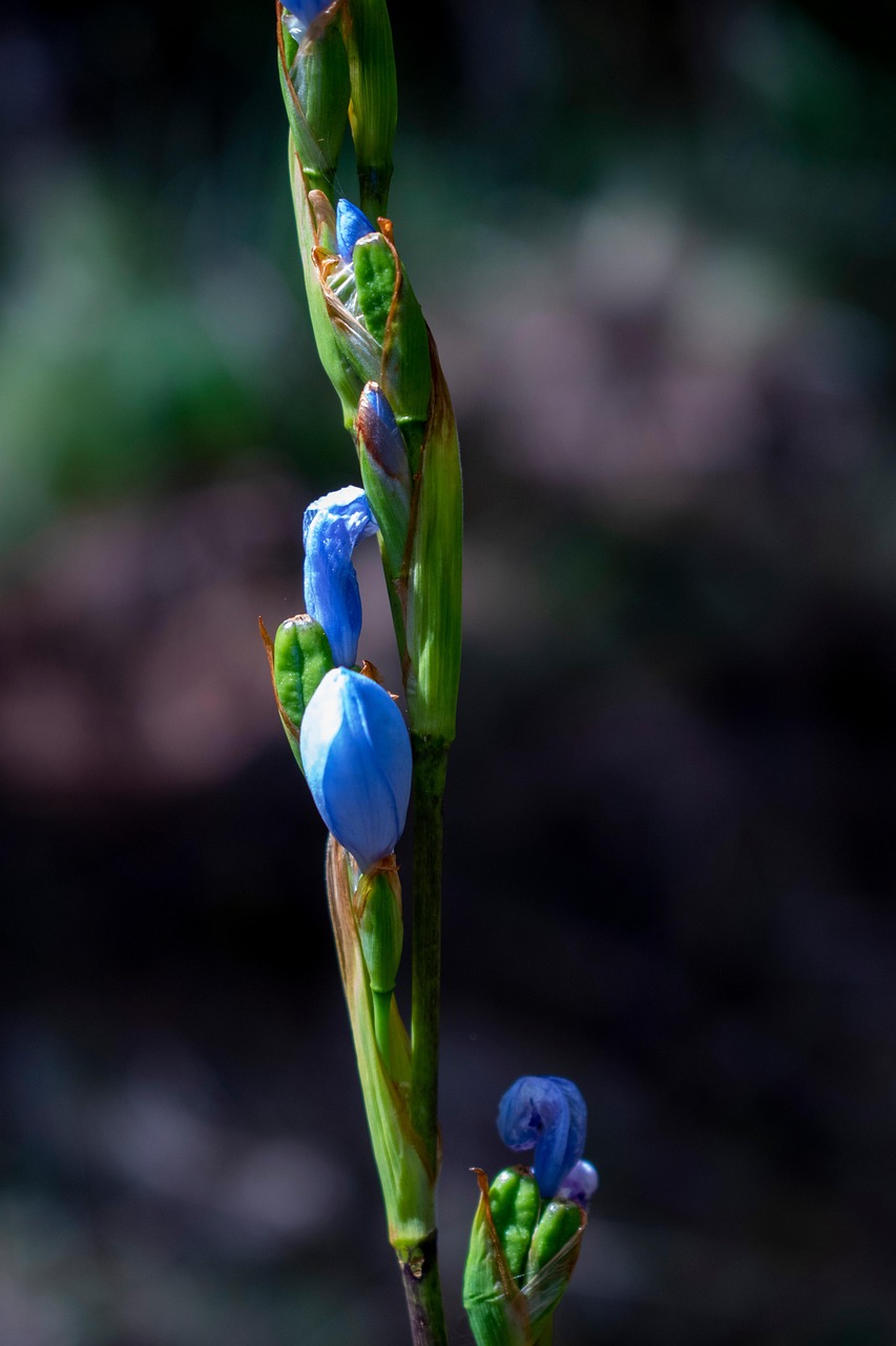 Flower Wild Blue - Free photo on Pixabay - Pixabay