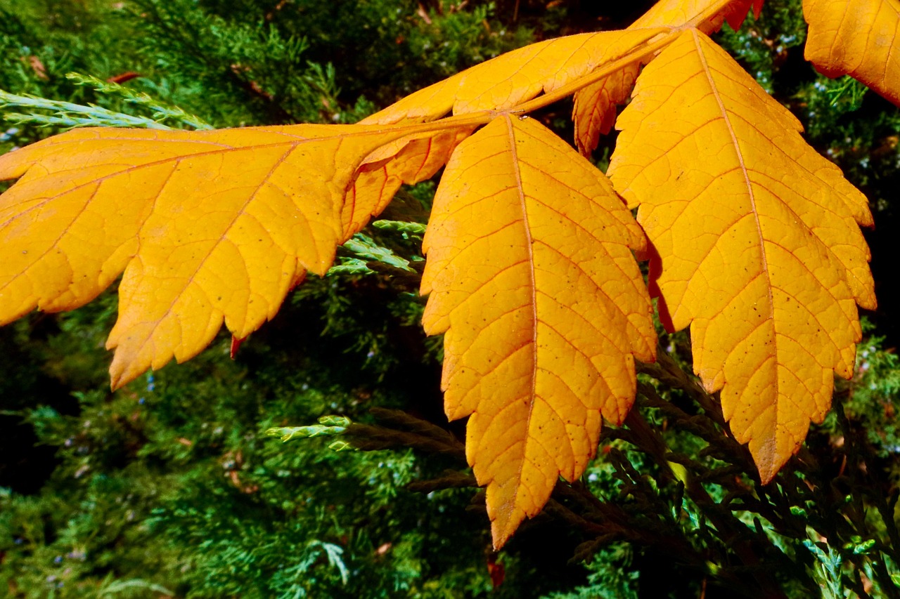 Leaves Yellow Autumn - Free photo on Pixabay - Pixabay