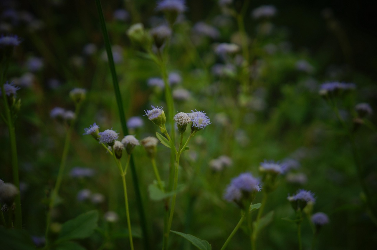 Bunga Mint Kecil Putih - Foto gratis di Pixabay