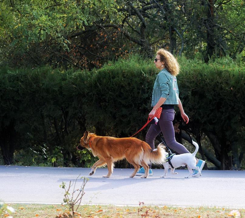 Mujer Perros Para Caminar - Foto gratis en Pixabay