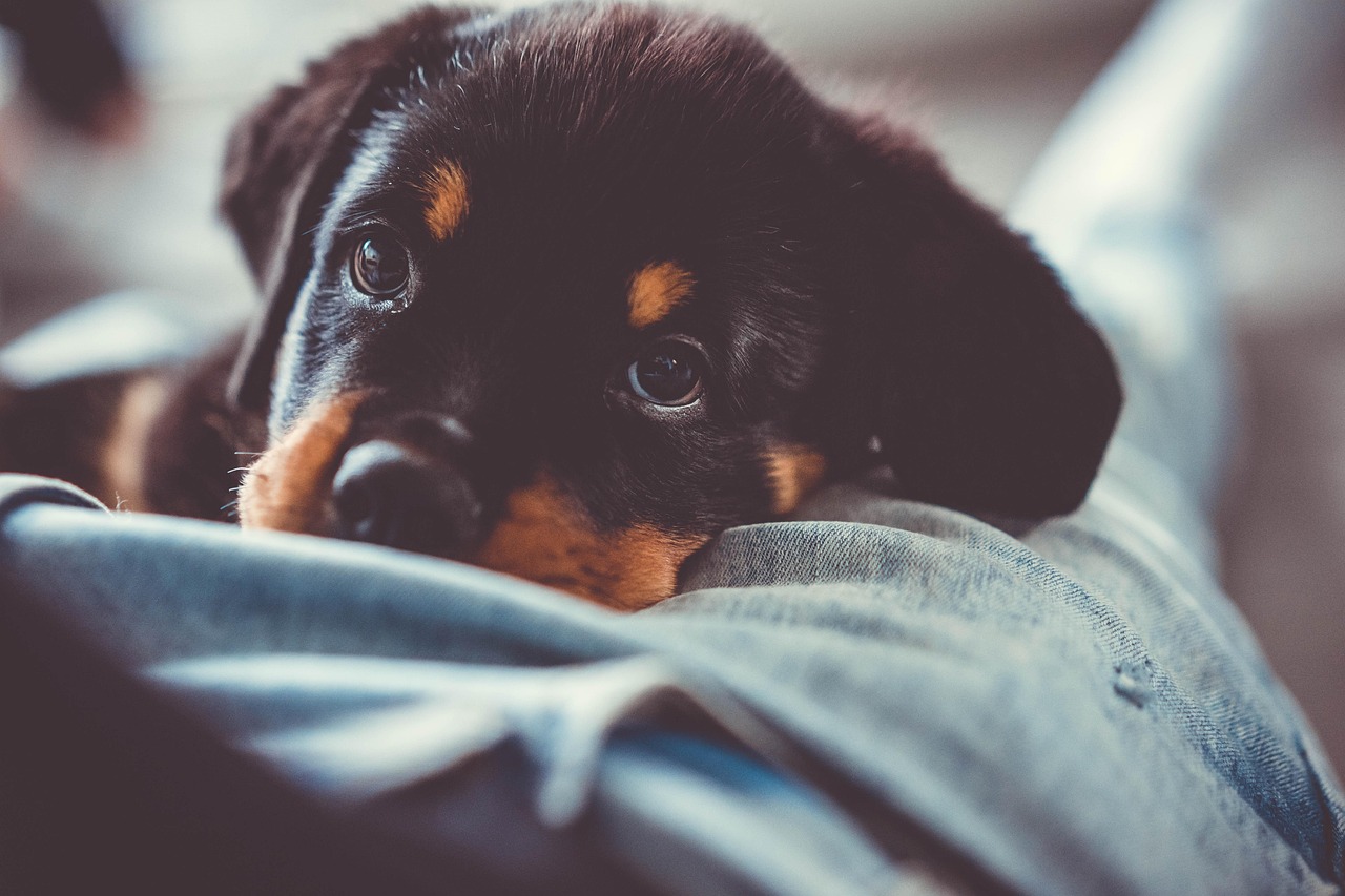 Dog Puppy Pet - Free photo on Pixabay