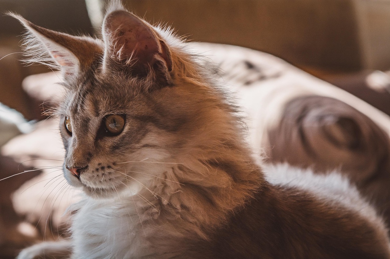 Gato Mascota Felino - Foto gratis en Pixabay - Pixabay