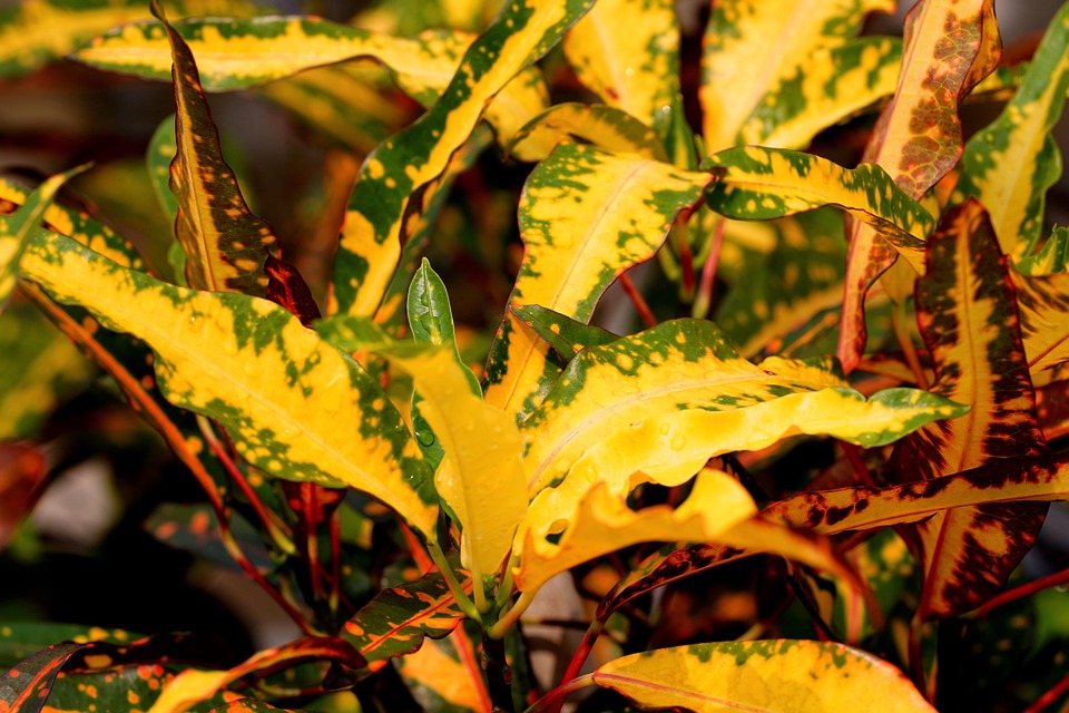 Croton Leaves Plant - Free photo on Pixabay