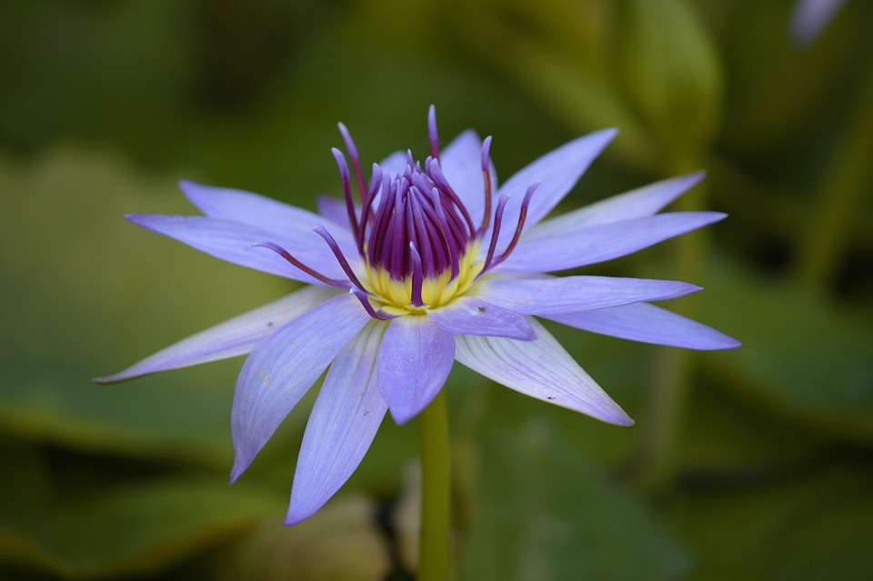 Egyptian Lotus Flower - Free photo on Pixabay - Pixabay