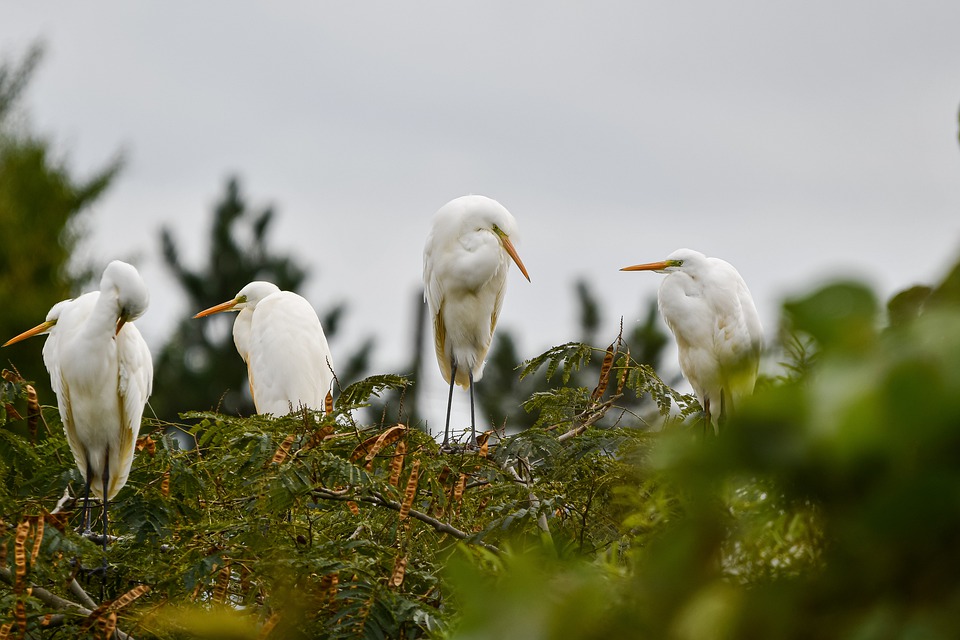 Great Egret Bird Large - Free photo on Pixabay - Pixabay