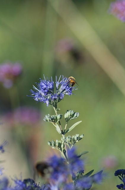 Caryopteris Flower Bee - Free photo on Pixabay - Pixabay