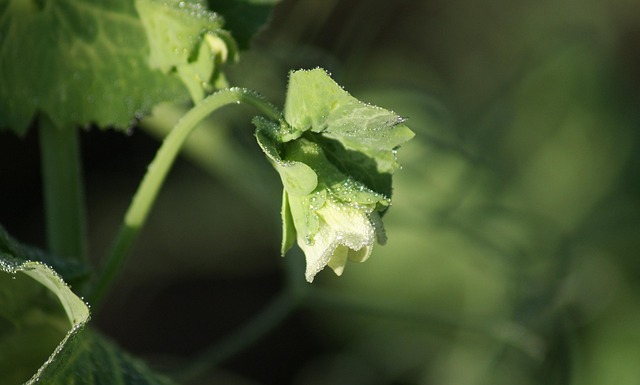 Pea Flower Plant - Free photo on Pixabay - Pixabay