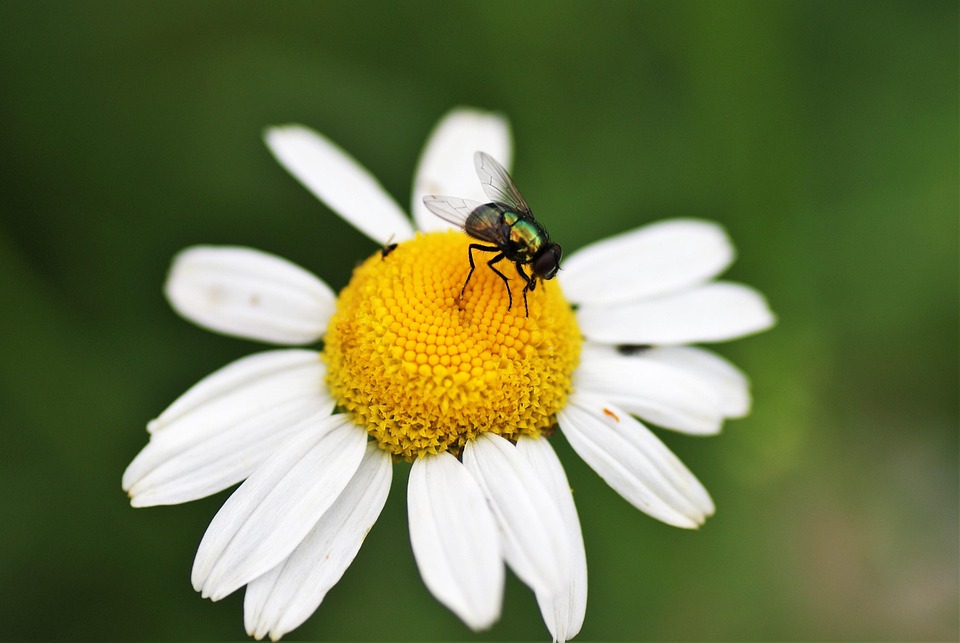 Marguerite Daisy Flower Fly - Free photo on Pixabay