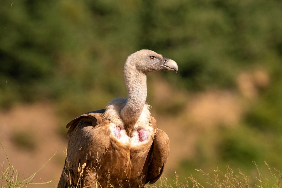 Vulture Bird Animal - Free photo on Pixabay - Pixabay