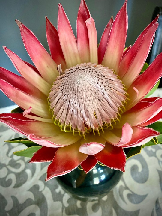 Flor Protea Rey - Foto gratis en Pixabay