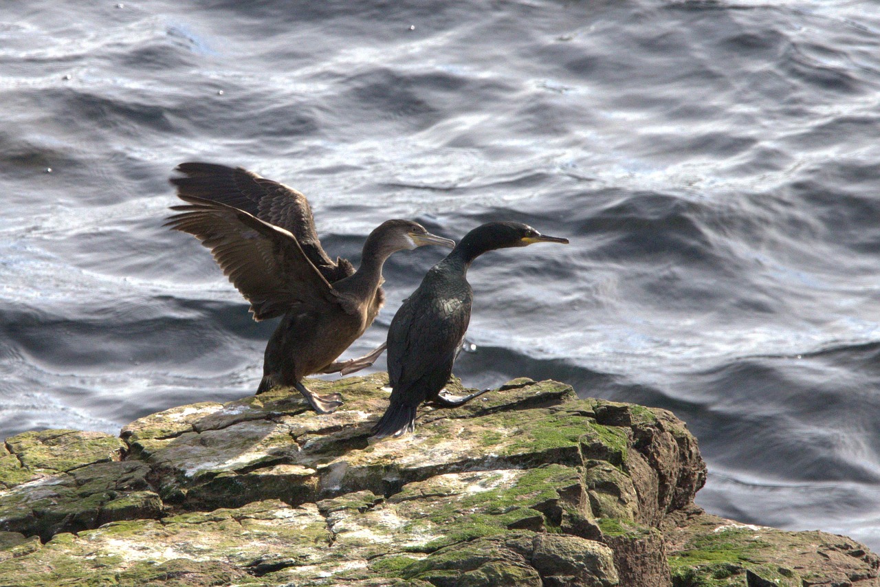 Bird Shag Seabird - Free photo on Pixabay - Pixabay