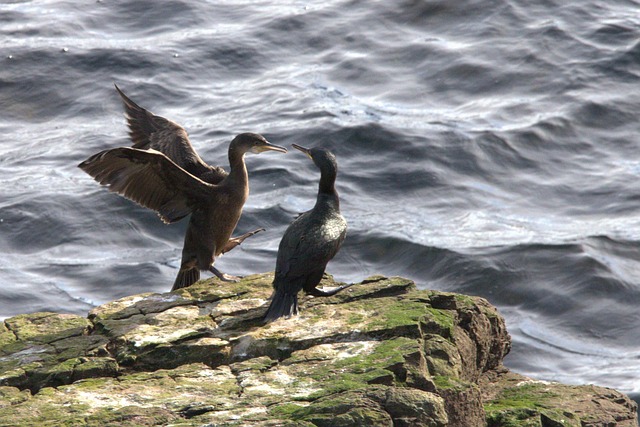 Shag Birds Coast - Free photo on Pixabay - Pixabay