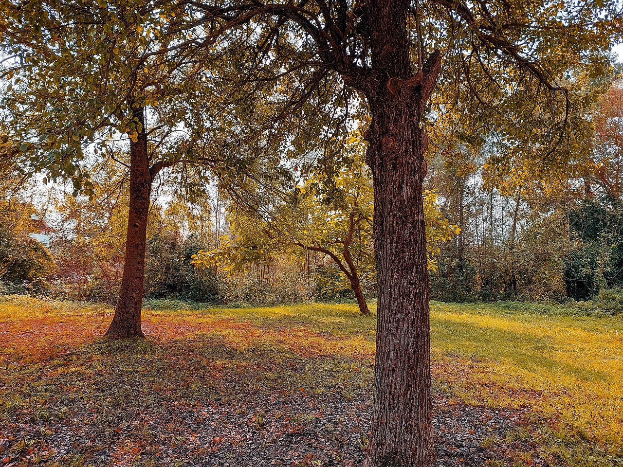 Nature Landscape Tree - Free photo on Pixabay - Pixabay