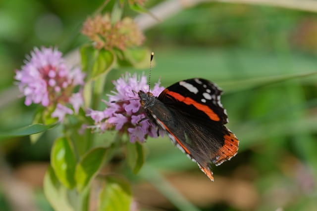 Red Admiral Butterfly Insect - Free photo on Pixabay - Pixabay