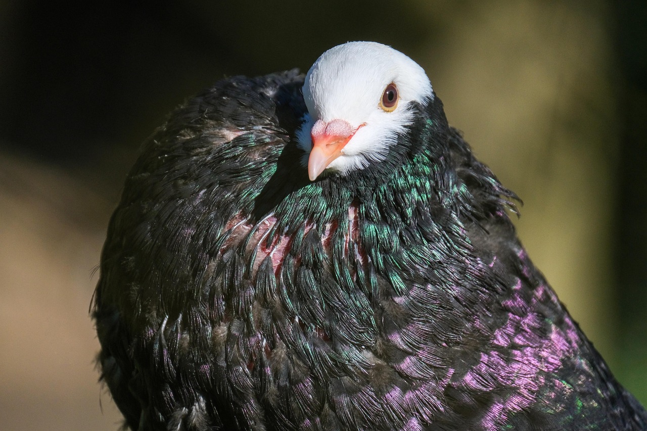 Beautiful Dove Images: Free Stock Photos of Real Flying Birds & Love ...