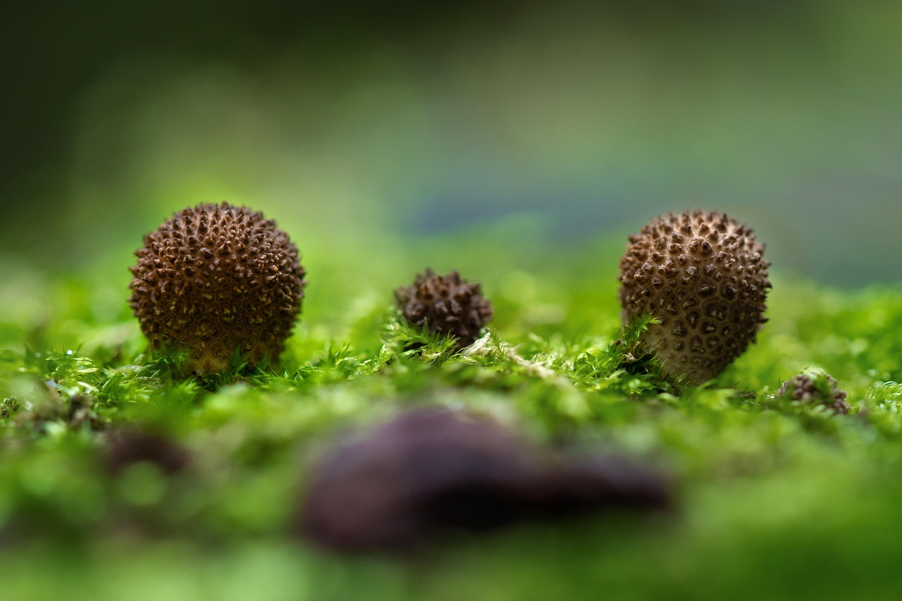 Svamp Svampar Mossa - Gratis foto på Pixabay - Pixabay