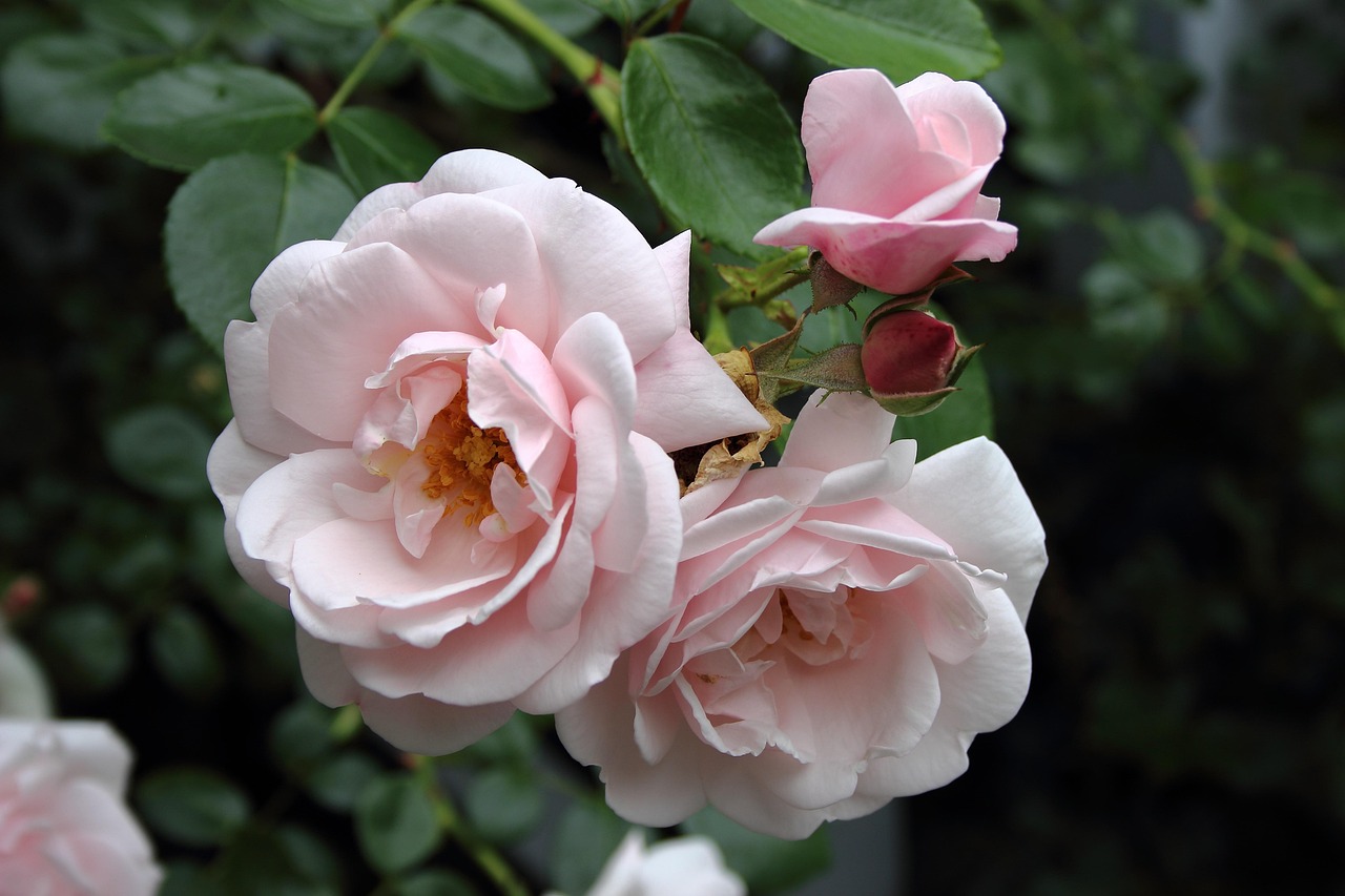 Des Roses Fleurs Fleur De Rose - Photo gratuite sur Pixabay - Pixabay