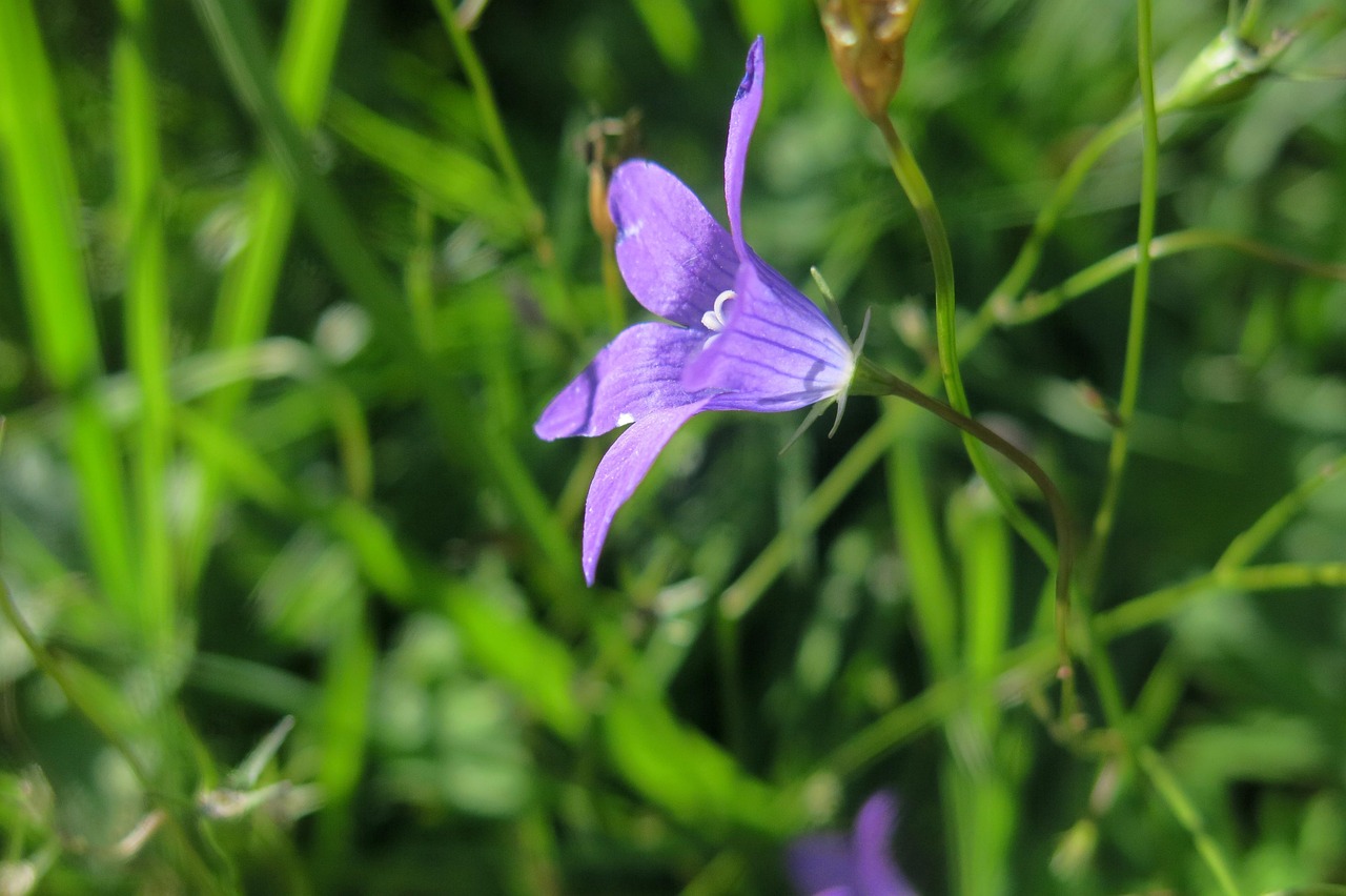 Pico De Grúa Madera Flor Planta - Foto gratis en Pixabay - Pixabay