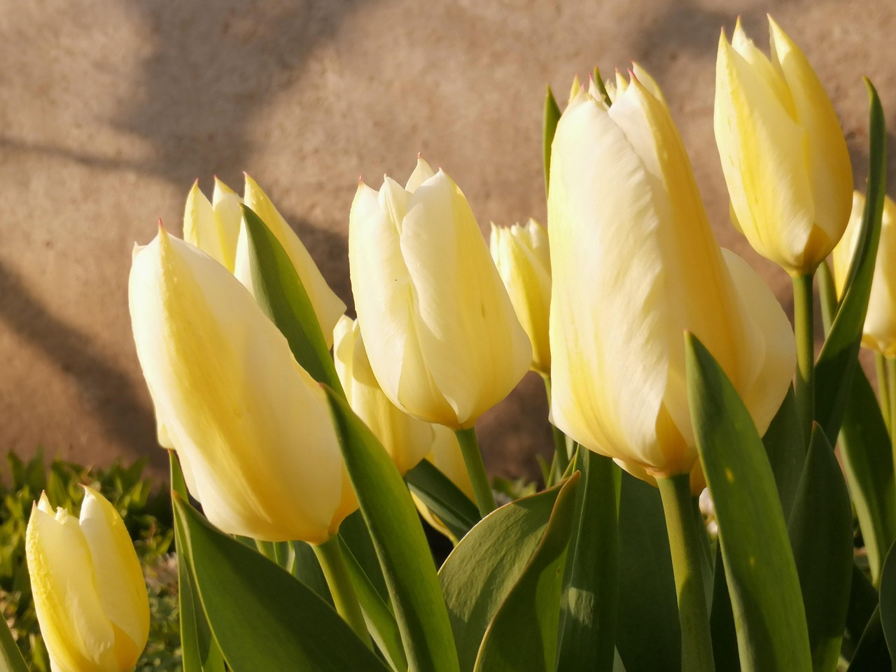 White Tulips Spring - Free photo on Pixabay - Pixabay
