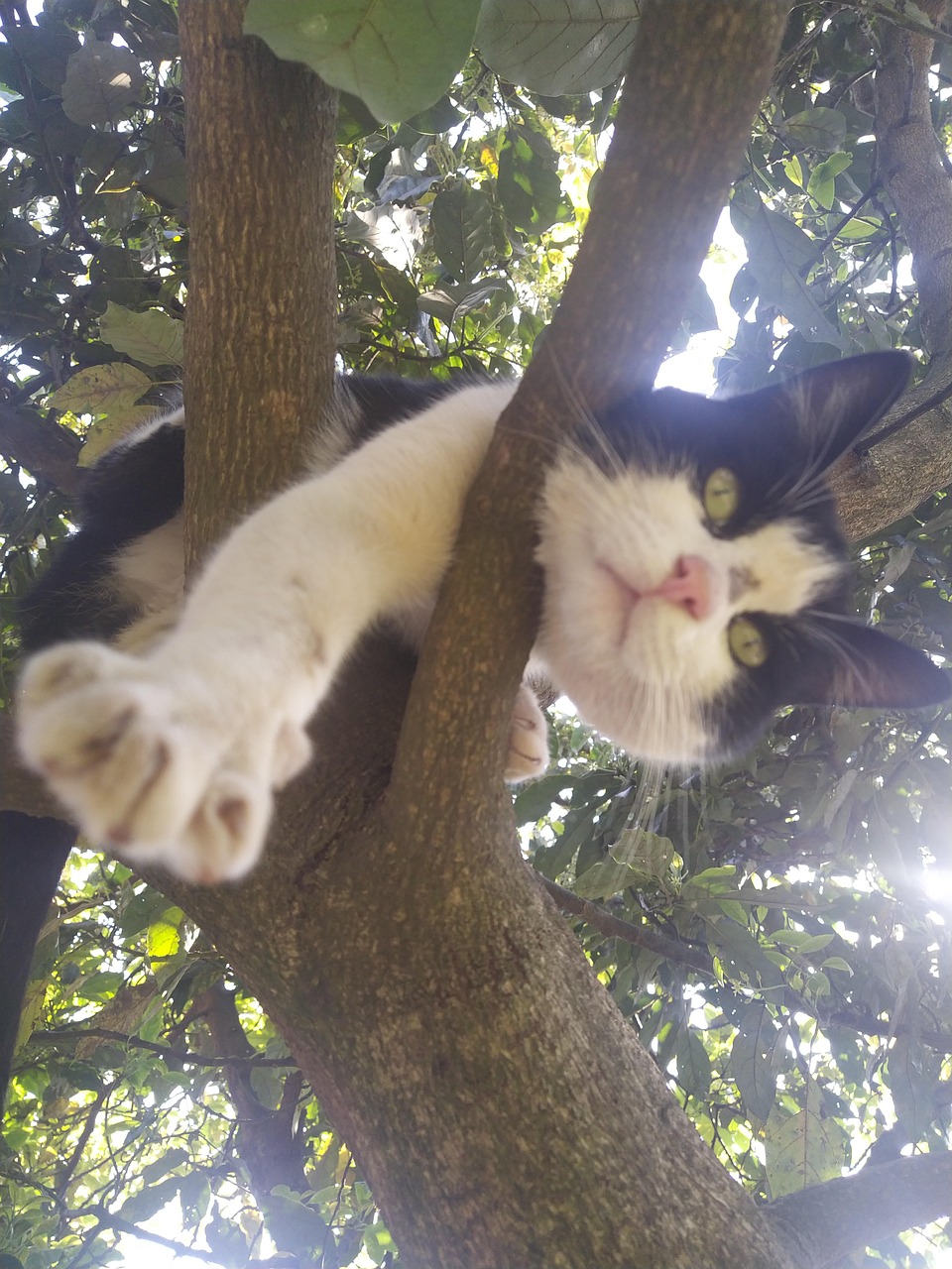 Gato Foto Gratuita No Pixabay Pixabay