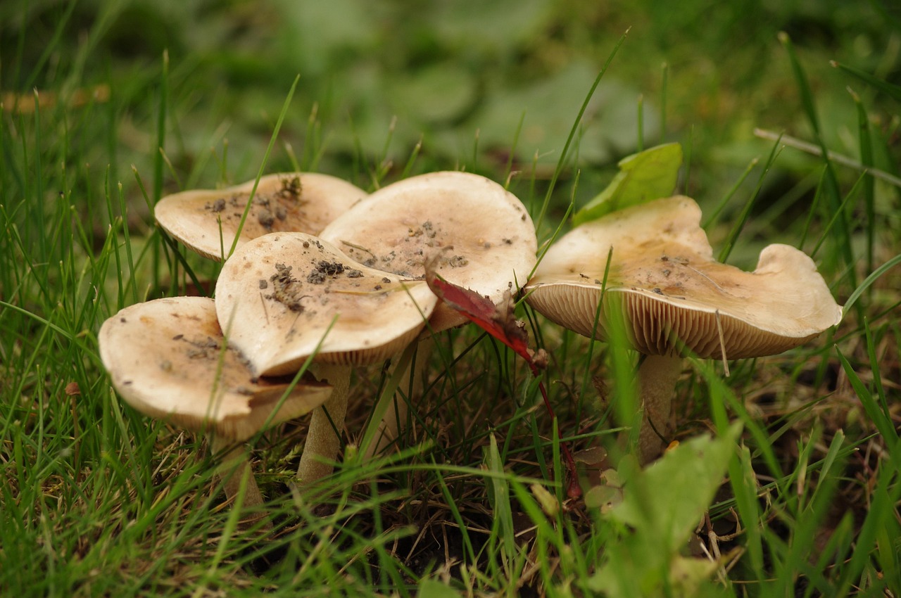 Mushrooms Fungi Mycology - Free photo on Pixabay