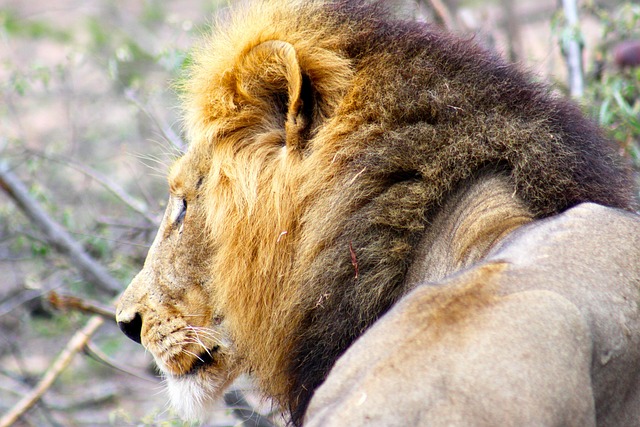 Afrique Lion Savane - Photo gratuite sur Pixabay - Pixabay