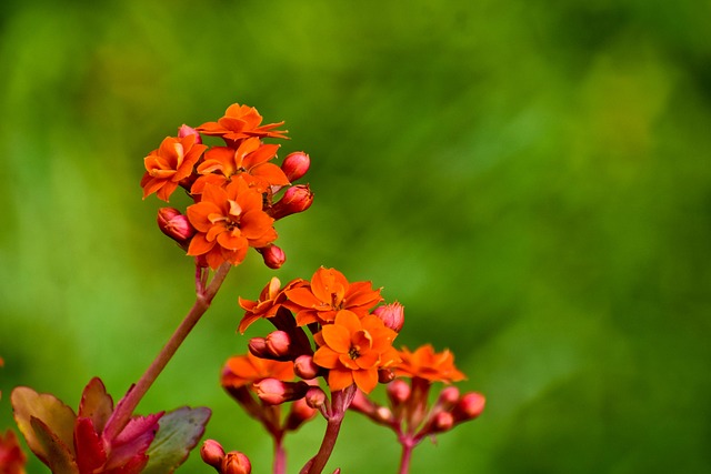 Fleurs Rouges Jardin - Photo gratuite sur Pixabay - Pixabay