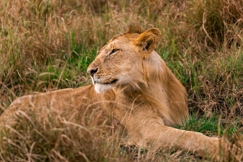 León Leona Animal - Foto gratis en Pixabay