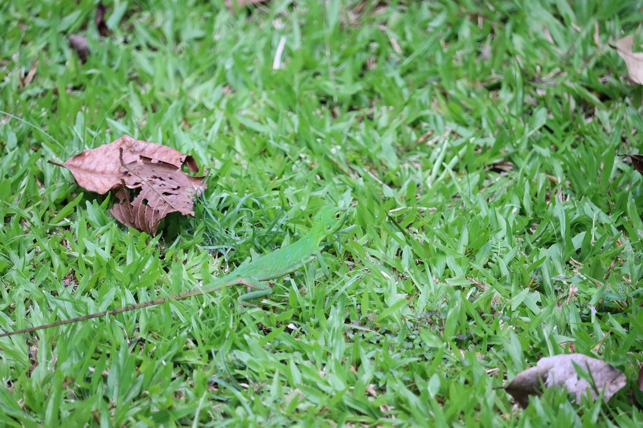 Reptile Vert Crête - Photo gratuite sur Pixabay - Pixabay