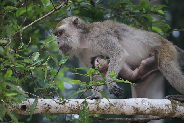 Macaque Monkey Kinabatangan River - Free photo on Pixabay