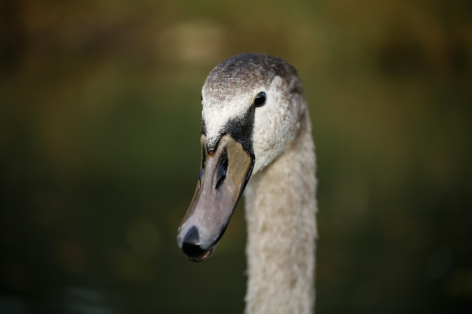 Fågel Svan Valp - Gratis foto på Pixabay
