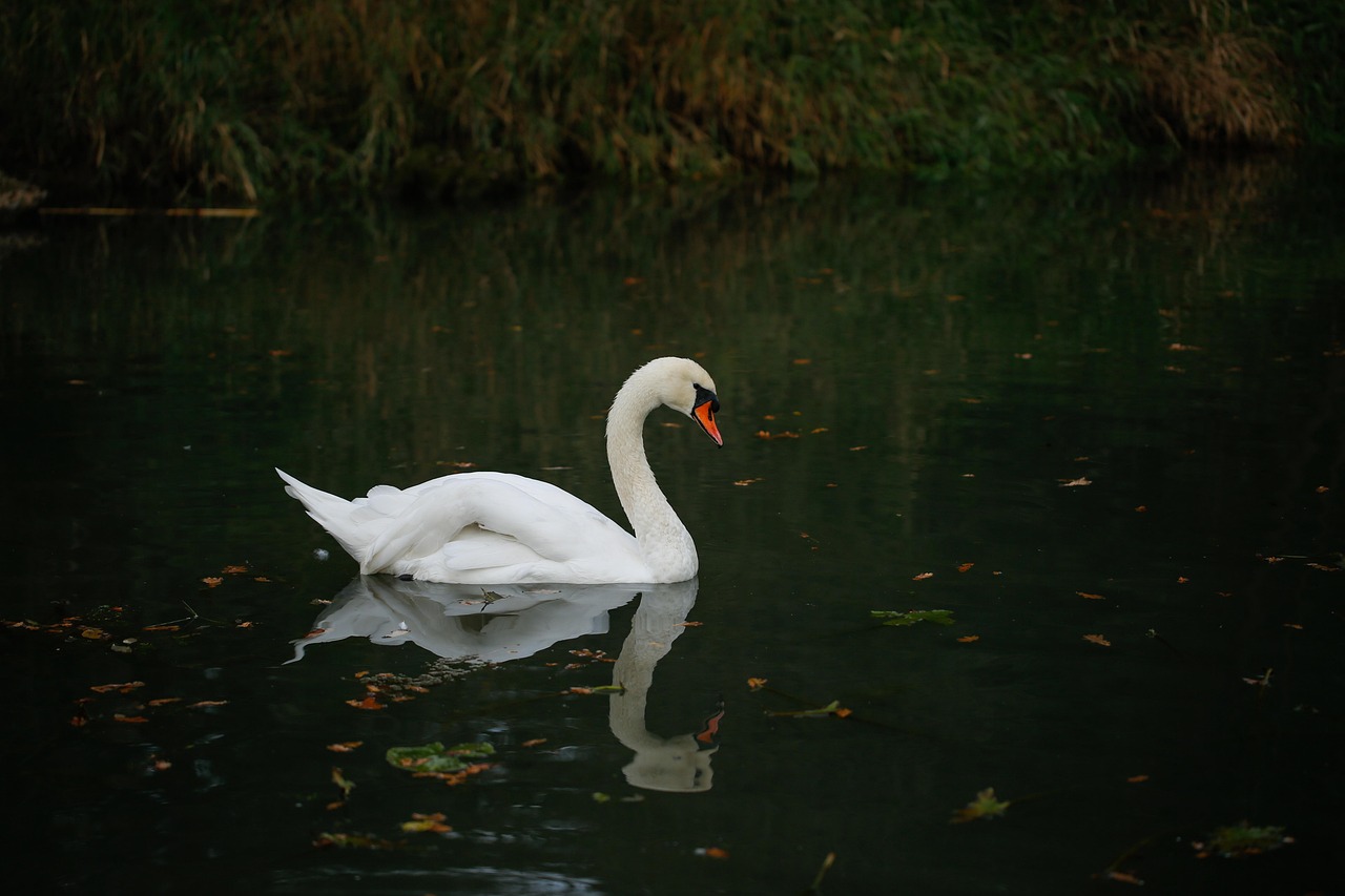 Swan Bird Plumage - Free photo on Pixabay - Pixabay