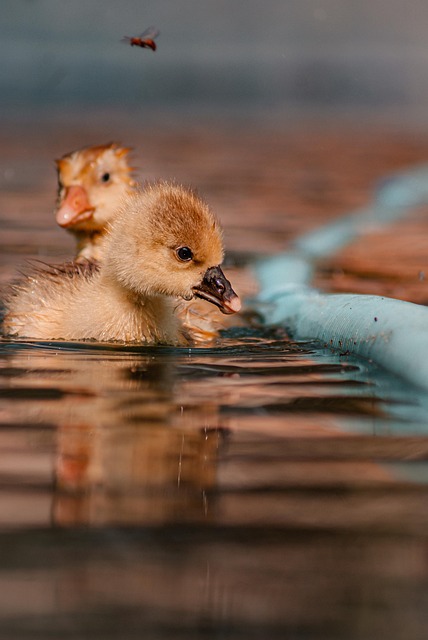 Ducks Ducklings Waterfowls - Free photo on Pixabay - Pixabay