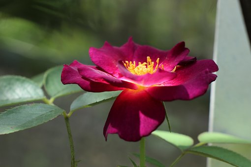 6+ Free Rosa Gallica & Rose Images - Pixabay
