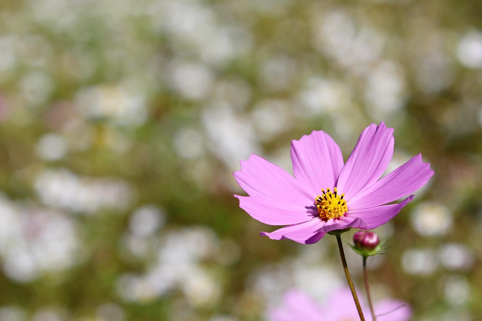 Kosmos Bloem Wilde Bloemen - Gratis foto op Pixabay